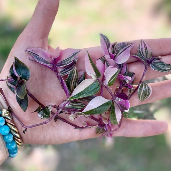 Other | 5 Rare Tradescantia Mundula Lisa Cuttings | Poshmark